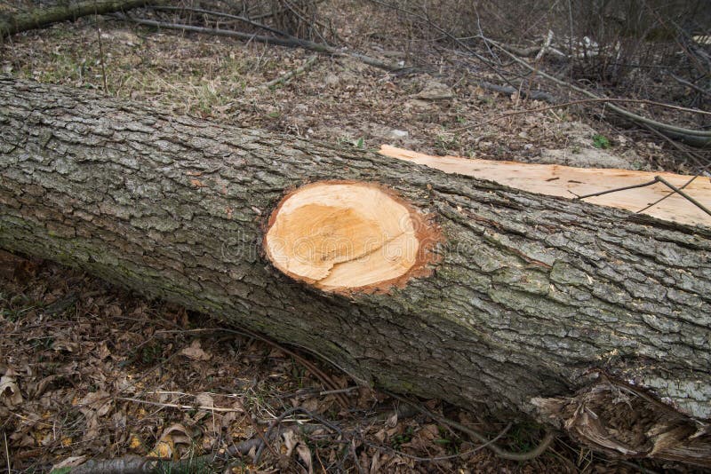 Cut oak tree closeup stock photo. Image of rough, destruction - 177137776