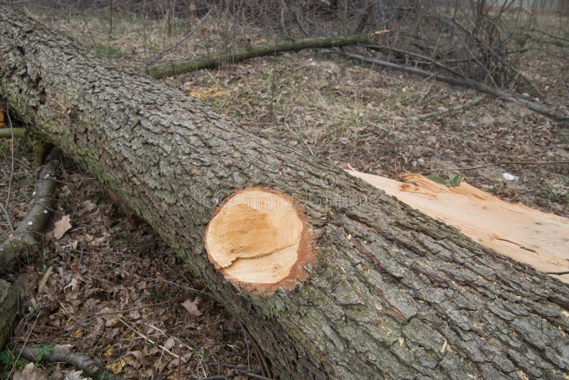 Cut oak tree closeup stock photo. Image of brown, industry - 177137804