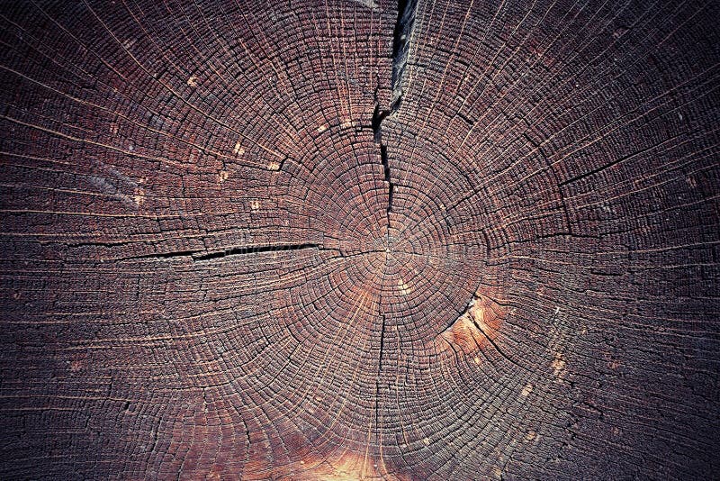Cut oak tree stock photo. Image of round, board, detail - 72104540