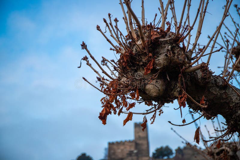 Cut Off Branch with New Drifts and a Castle in the Background Stock ...