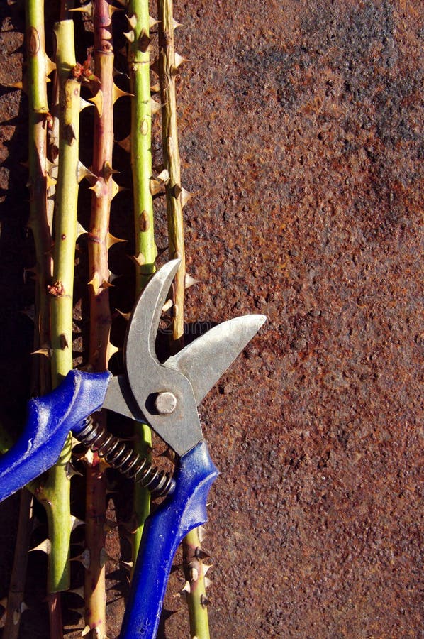 Cut-off Branches of a Rose and Secateurs on a Rusty Surface Stock Photo ...