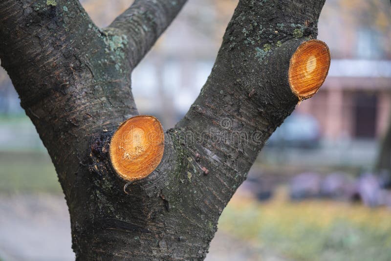 Cut Off Dry Branches on Trees, a Fresh Mark on the Trunk Stock Image ...