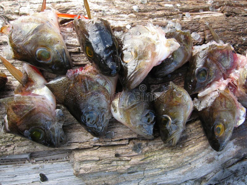 Cut off fish heads stock photo. Image of wood, nature - 12845090