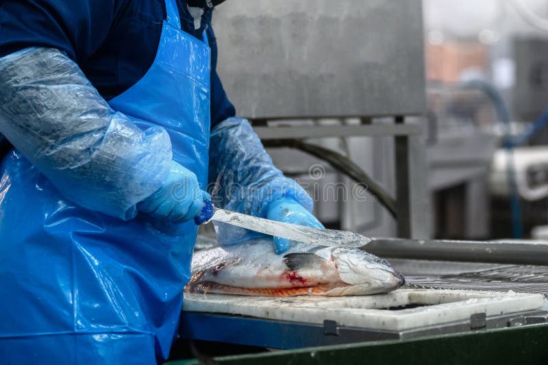 Cut Off the Head of a Trout with a Knife. Stock Image - Image of ...