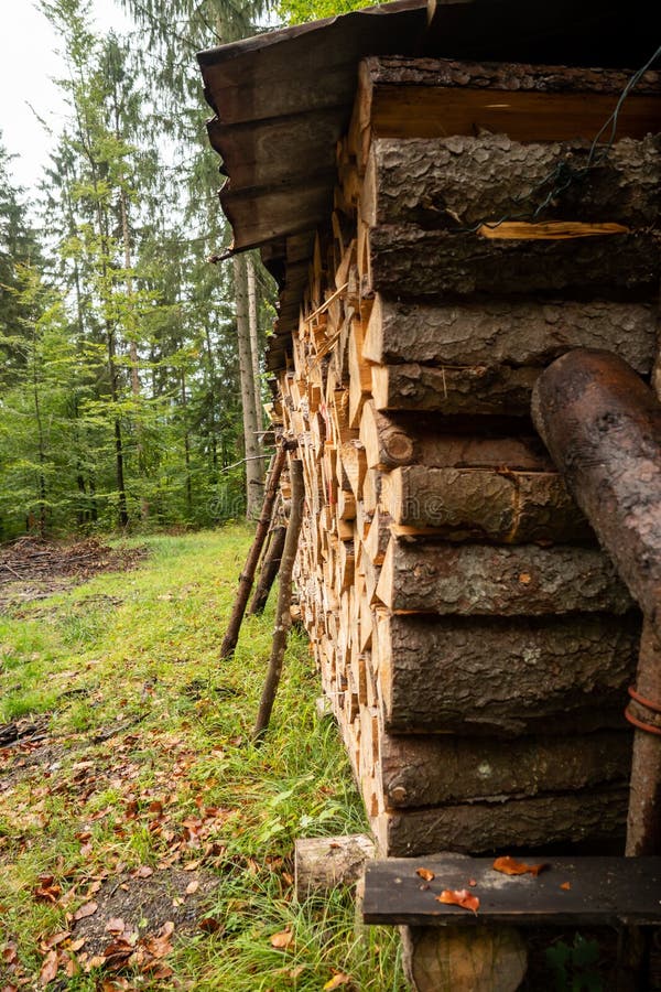 Cut-off Remains of Wood are Scattered in the Forest Stock Image - Image ...