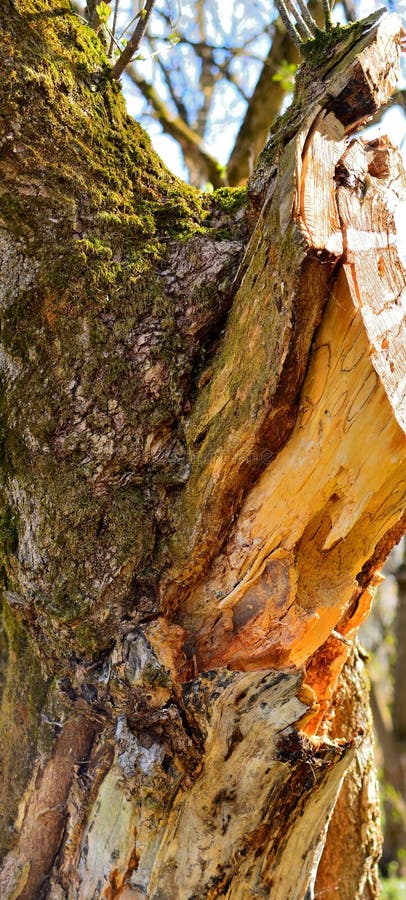 Damaged Maple Tree Bark Stock Photos - Free & Royalty-Free Stock Photos ...