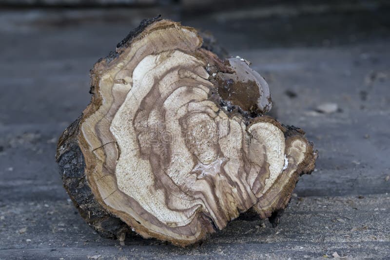 The Cut Off the Tree. Closeup of a Timber Log Stock Photo - Image of ...