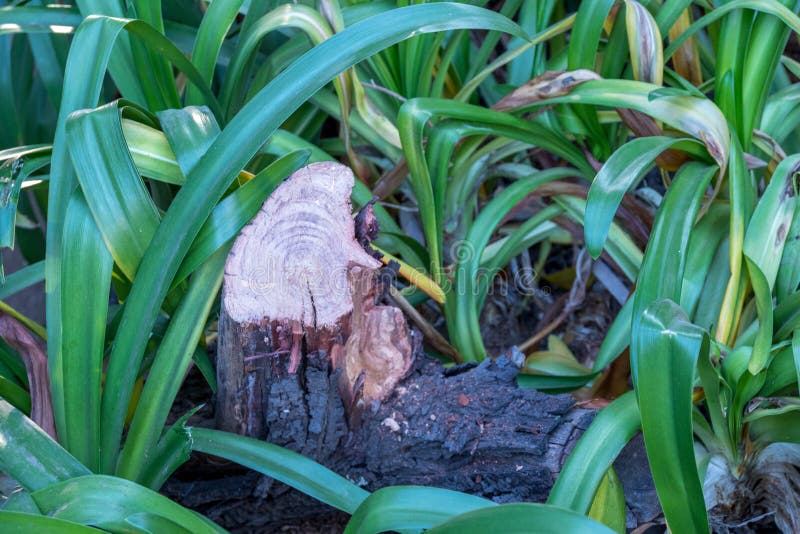 Cut Off Tree Isolated in Green Leaves Stock Image - Image of stump ...
