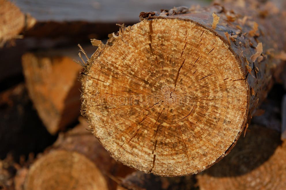 Cut off tree on a stack stock photo. Image of chainsaw - 260986832