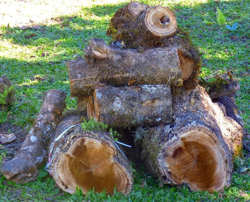 Cut-off trunks stock photo. Image of ready, natural, lumberjack - 94279810