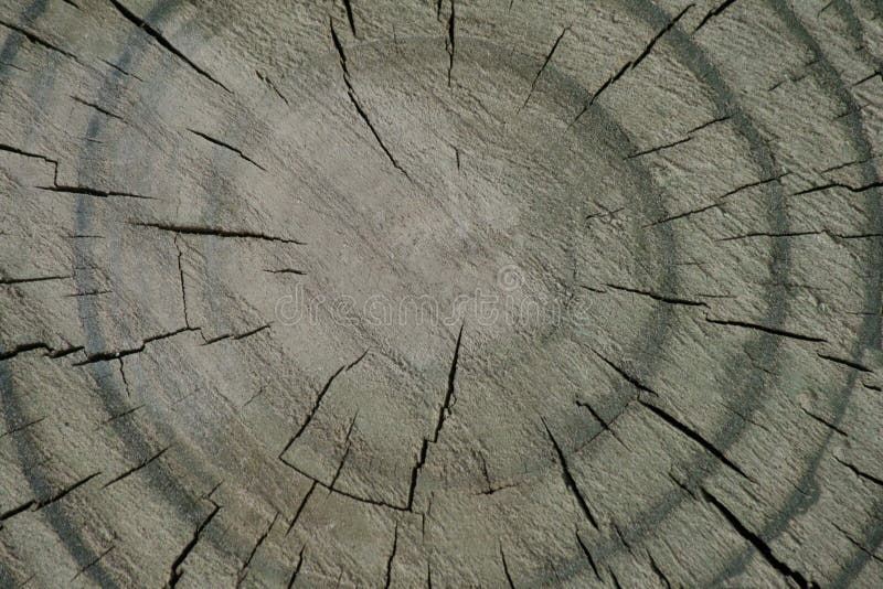 A Cut of an Old Log with Cracks Close-up Stock Image - Image of stump ...