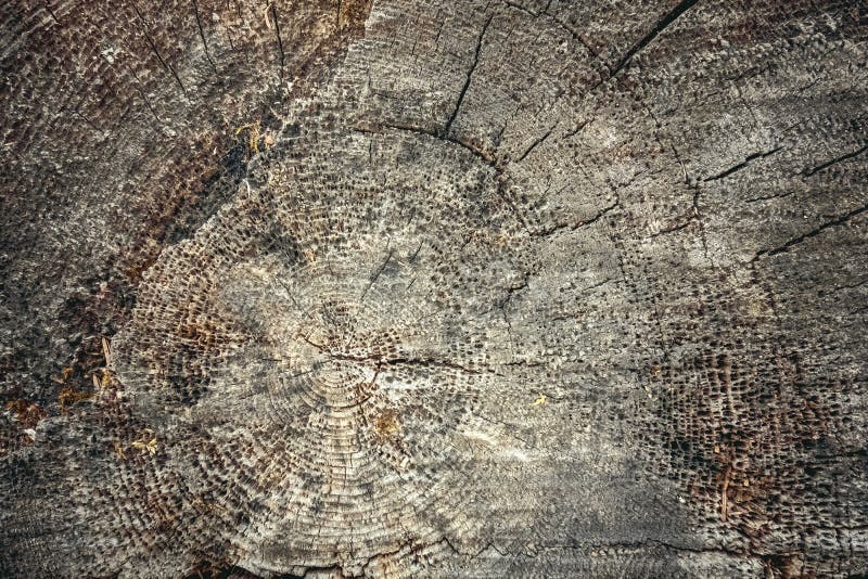 A Cut of an Old Tree with Annual Rings and Cracks Stock Image - Image ...
