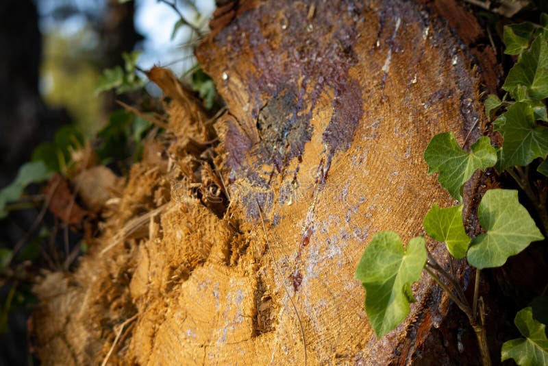A cut of an old tree stock image. Image of close, rings - 267575885
