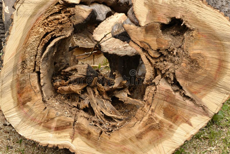 The cut of an old tree. stock image. Image of rotten - 73469583