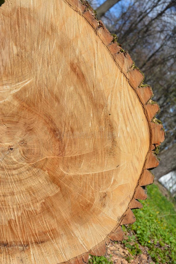 Cut of an Old Willow Tree Trunk Stock Photo - Image of wood, design ...