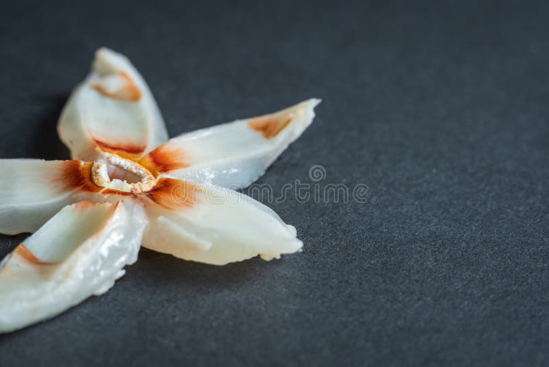 Cut Open Fresh Lychee Fruit Slide Pan Stock Photo - Image of closeup ...