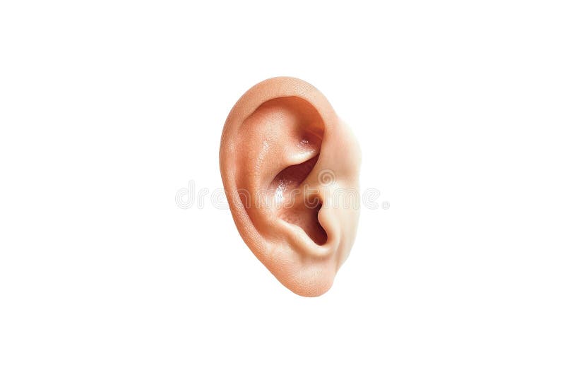 A Cut Out Ear Isolated on a Plain Background Stock Illustration ...