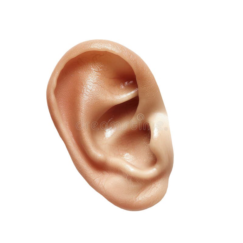 A Cut Out Ear Isolated on a Plain Background Stock Illustration ...