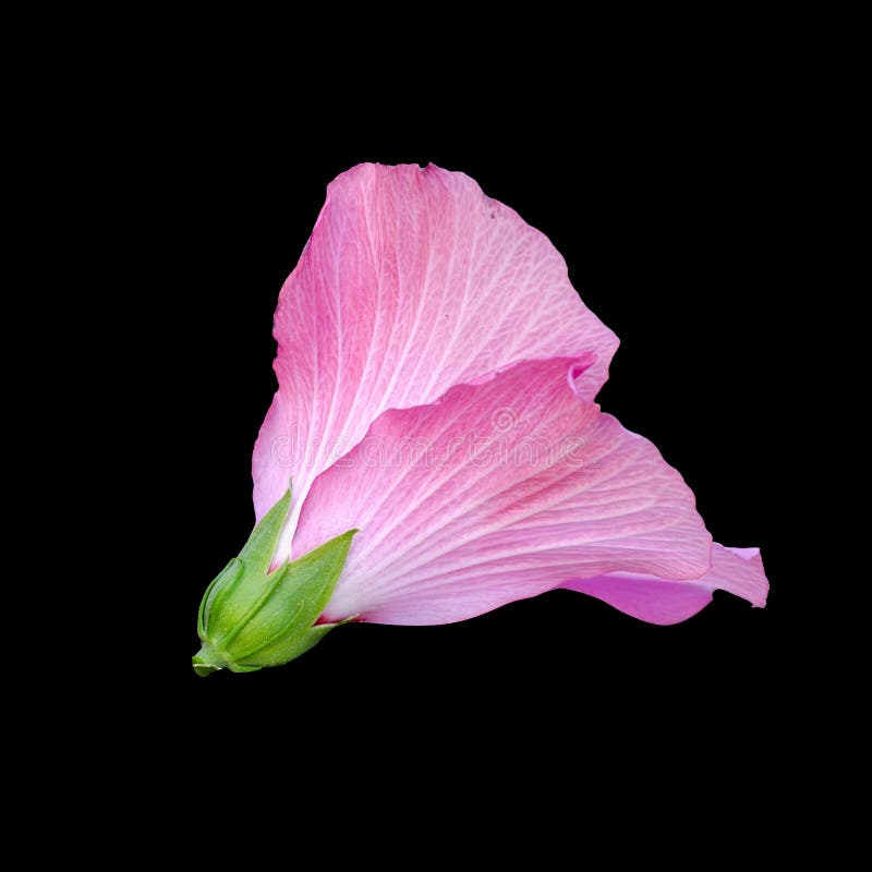 Cut Out Flower on Isolated Background Stock Photo - Image of bloom ...