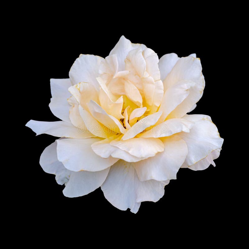 Cut Out Flower on Isolated Background Stock Photo - Image of ...