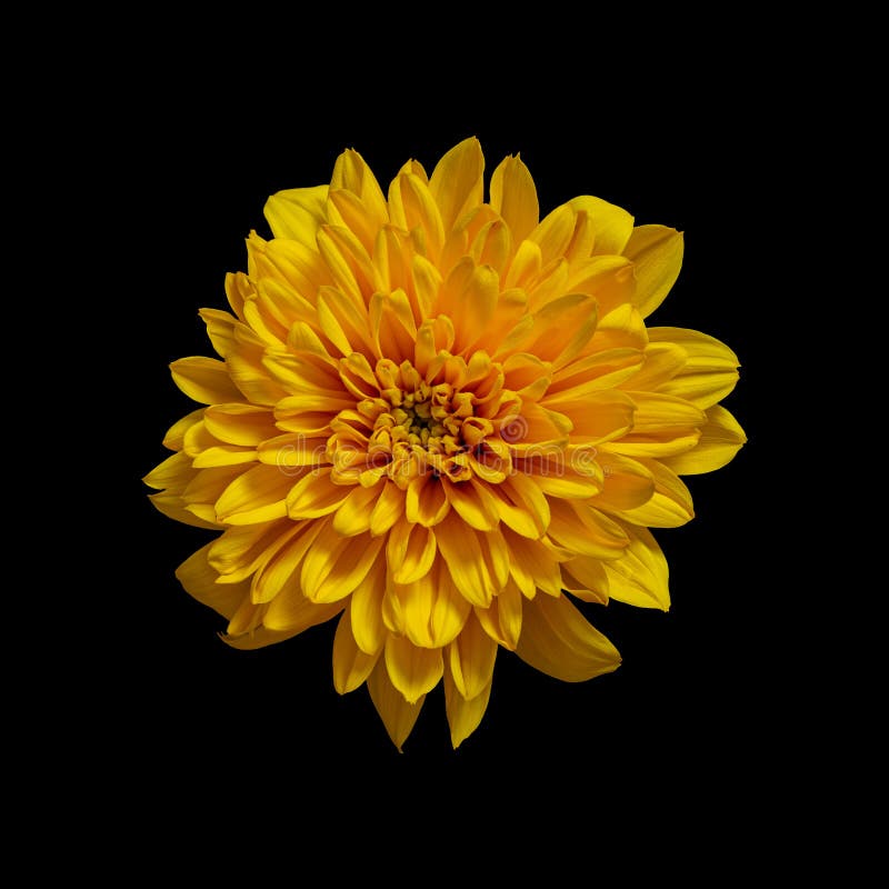 Cut Out Flower on Isolated Background Stock Photo - Image of bloom ...