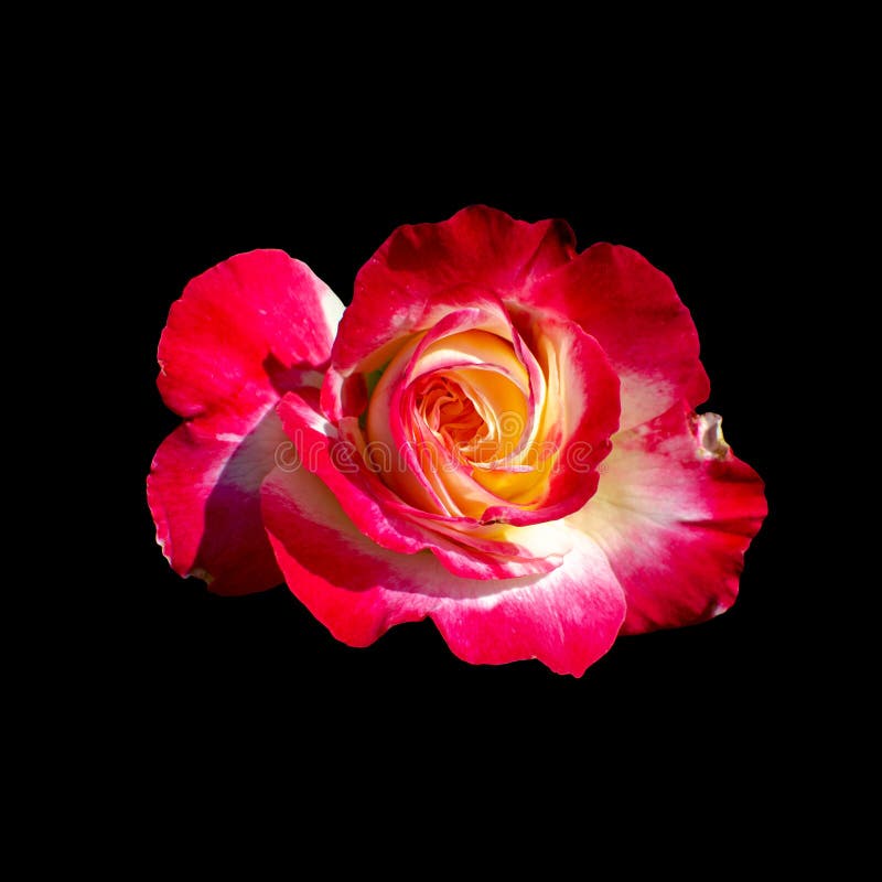 Cut Out Flower on Isolated Background Stock Image - Image of garden ...