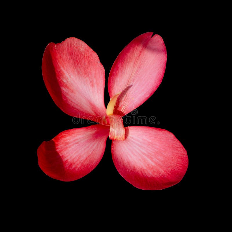 Cut Out Flower on Isolated Background Stock Image - Image of format ...