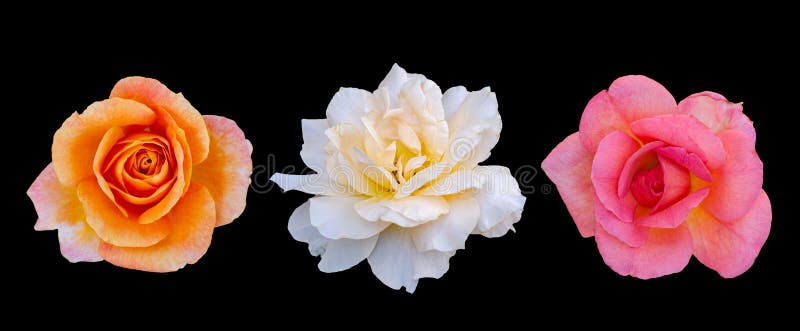 Cut Out Flower on Isolated Background with Clipping Path Stock Image ...