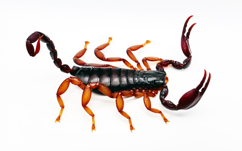 Cutout Object Shot of a Scorpion Isolated on White Background Stock ...
