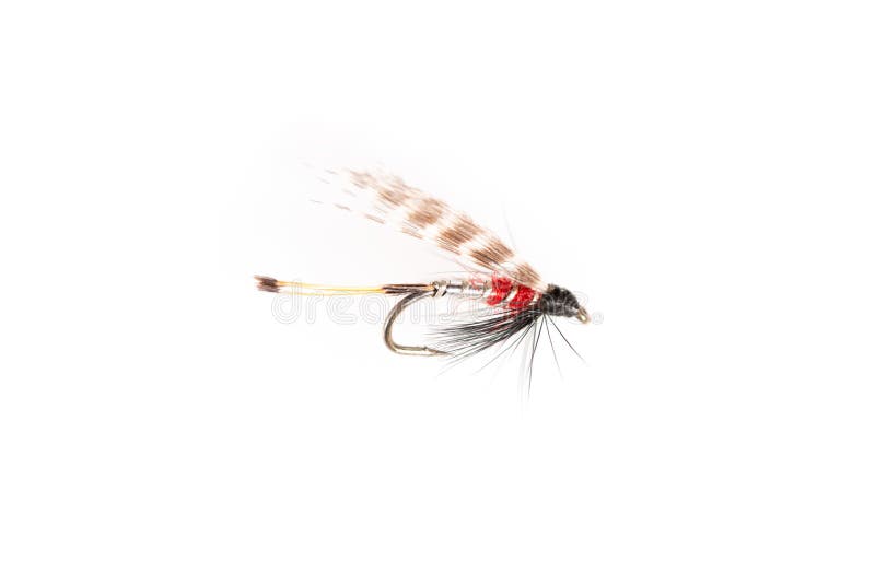 Cut Out of Insect-Looking Trout Fly Stock Photo - Image of insect, lure ...