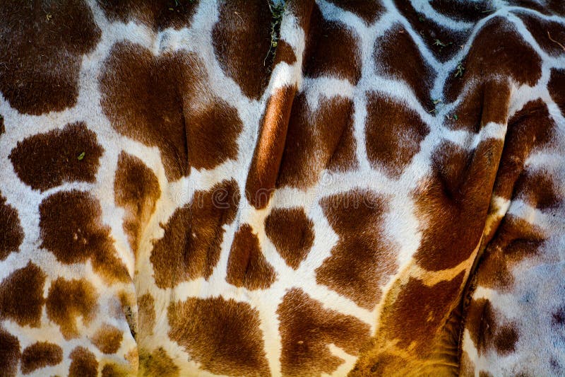 Texture of a giraffe skin stock image. Image of jungle - 354192931