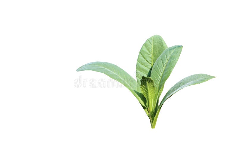A Cut-out of a Tree Branch Tip on a White Background Stock Photo ...