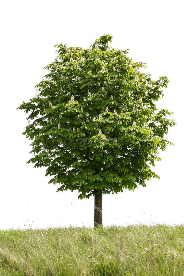 5,040 Cut Out Landscape Stock Photos - Free & Royalty-Free Stock Photos ...