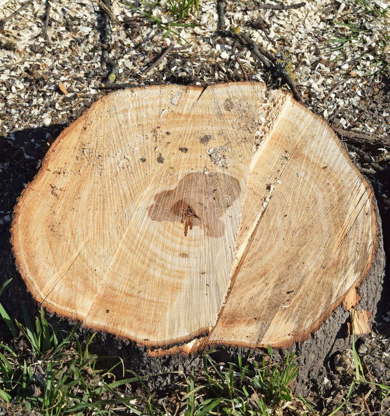 Cut-out Tree Trunk in the Woods Stock Image - Image of sawing, green ...