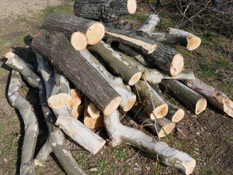 Cut-out Tree Trunks for Firewood Stock Image - Image of heap, pile ...