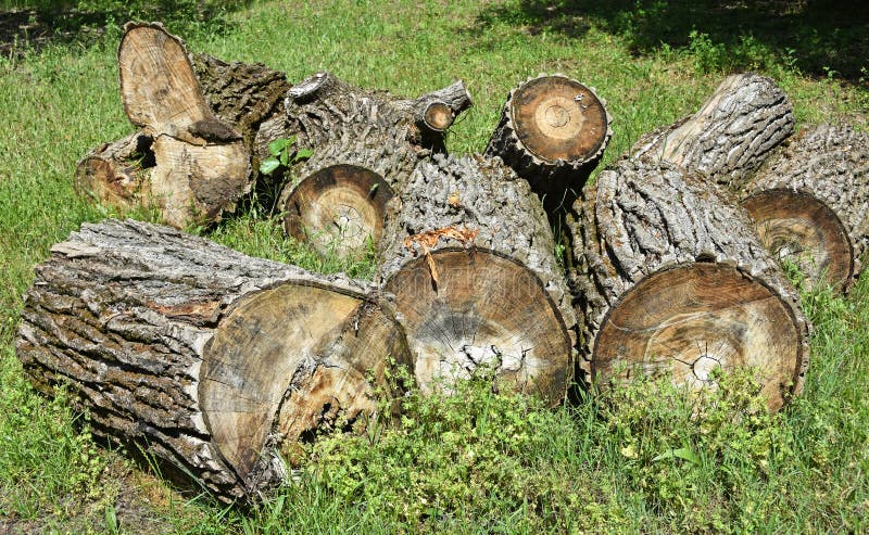 Cut-out Tree Trunks in the Woods Stock Photo - Image of firewood ...