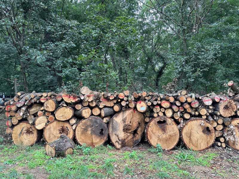 Cut-out Tree Trunks for Making Firewood Stock Photo - Image of tree ...