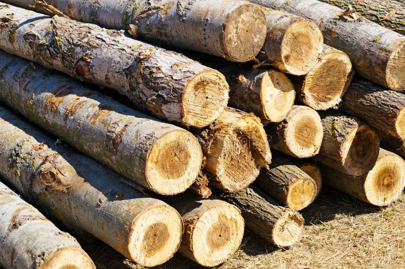 Cut out tree trunks stock photo. Image of lumber, trunk - 61107962