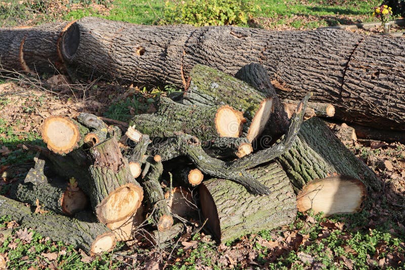Cut Out Tree Trunks in Winter Time Stock Image - Image of damage, heap ...