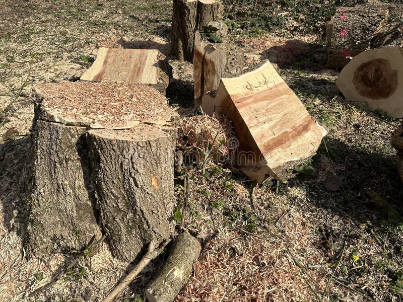 Cut-out Tree in the Woods Winter Time Stock Image - Image of damage ...