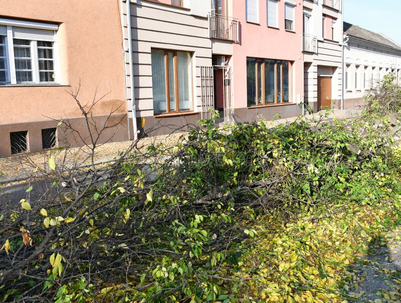Cut-out Trees in the City Street in Autumn Stock Image - Image of ...
