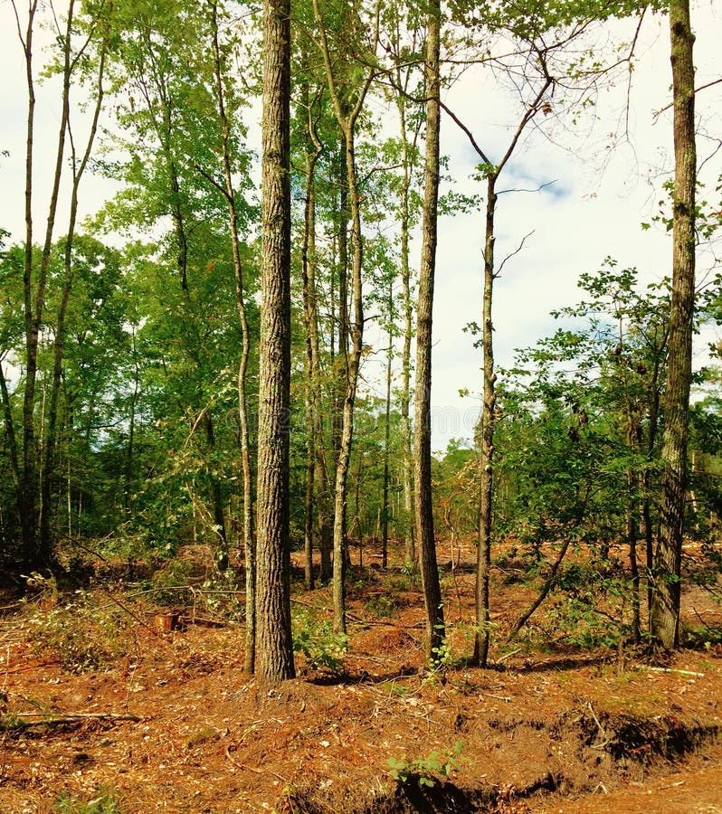 Cut over stock image. Image of world, tree, natural, deforestation ...
