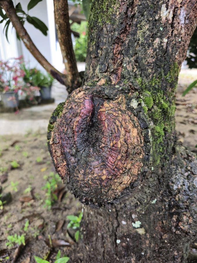 The Cut Part of the Tree Has Completely Recovered on Its Own. it Looks ...