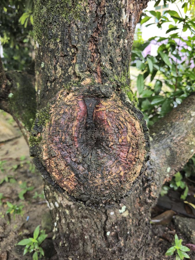 The Cut Part of the Tree Has Completely Recovered on Its Own. it Looks ...
