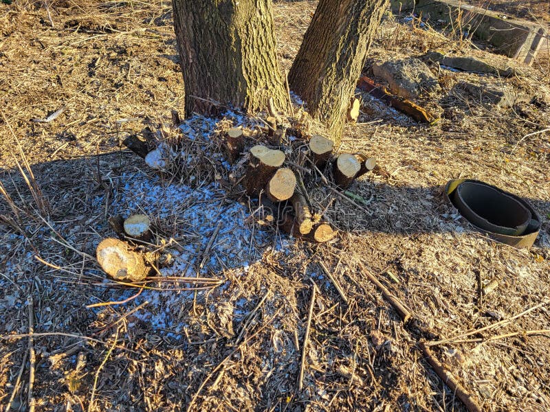 The Cut Parts of the Tree Left Small Stumps Stock Image - Image of ...