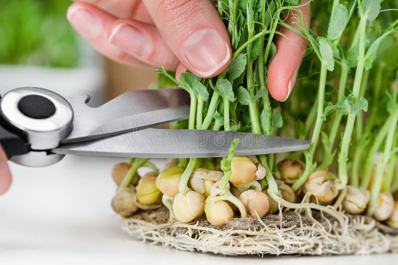 Cut Pea Microgreens Close-up Stock Photo - Image of leaf, food: 274753380
