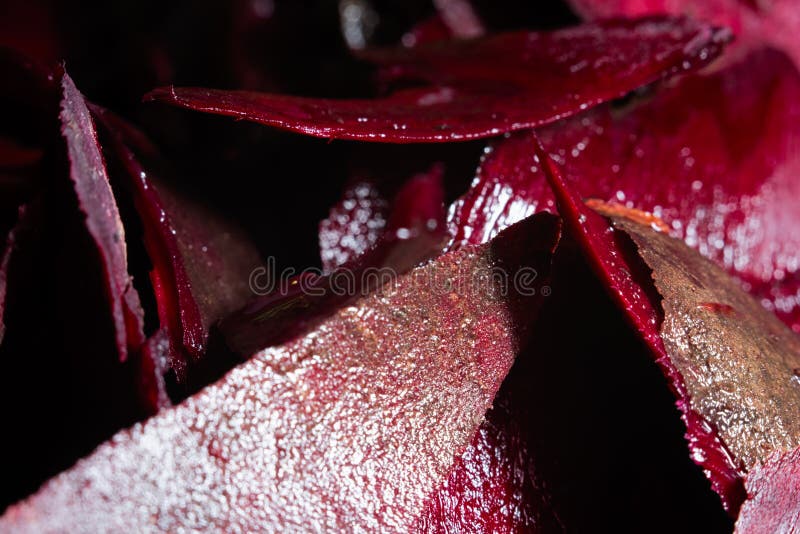 Cut the Peel of Beetroot Close Stock Photo - Image of fresh, organic ...