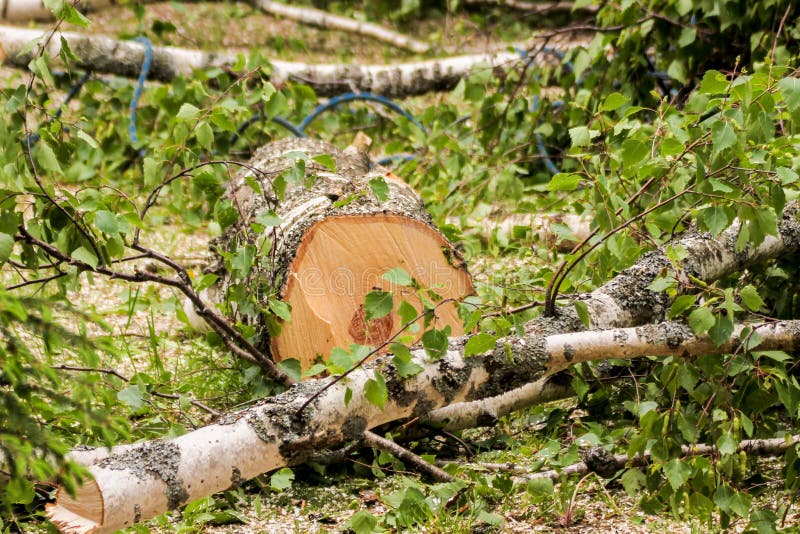 Cut a piece of the trunk stock photo. Image of outdoor - 149943272