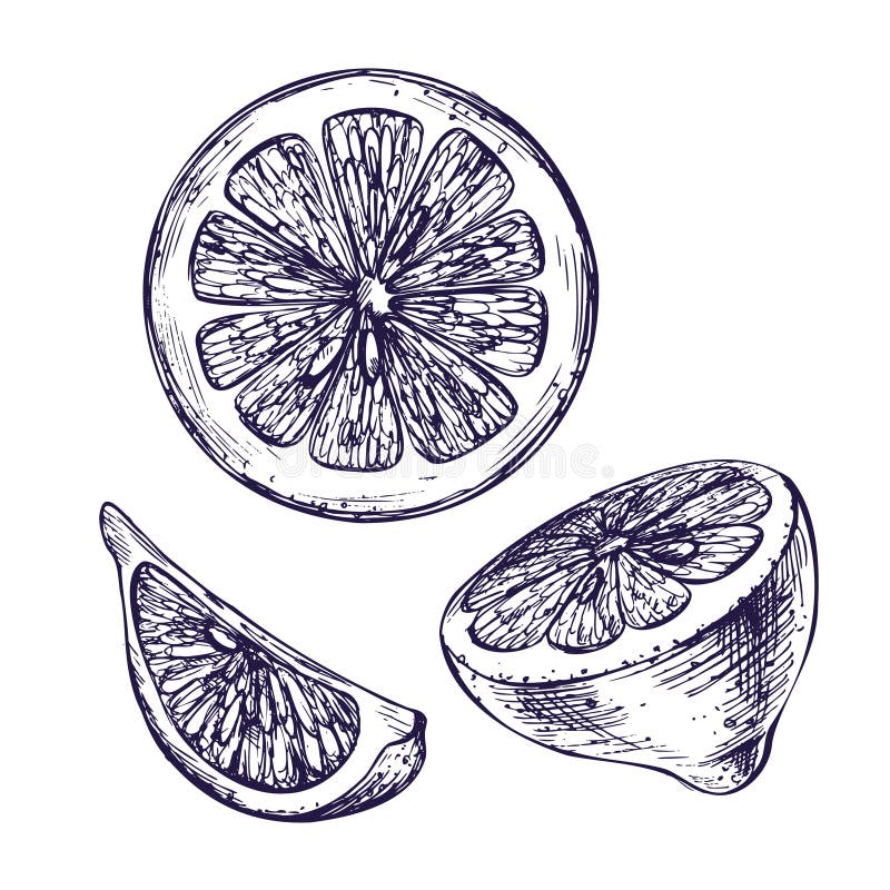 A Cut Pieces of Lemon. Graphic Botanical Illustration Hand Drawn in ...