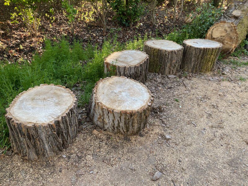 Cut pieces of tree trunk stock photo. Image of lying - 244364900